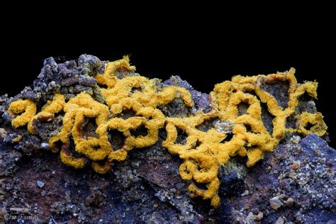 Pretzel Slime Mold From 111台灣台北市士林區台北市士林區 On March 14 2023 At 0625 Pm