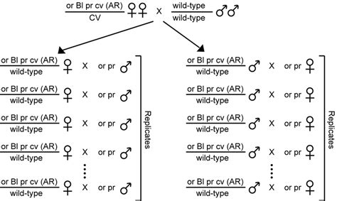 Crossing Scheme To Determine The Frequency Of Wild Type Non Recombinant
