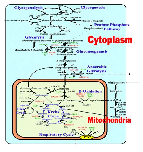 Metabolic Pathways Biochemistry Science Biology Molecular Biology