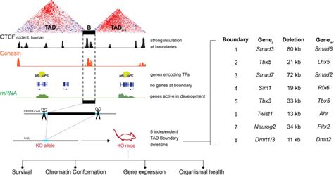 Topologically Associating Domain Boundaries Are Required For Normal Genome Function Abstract