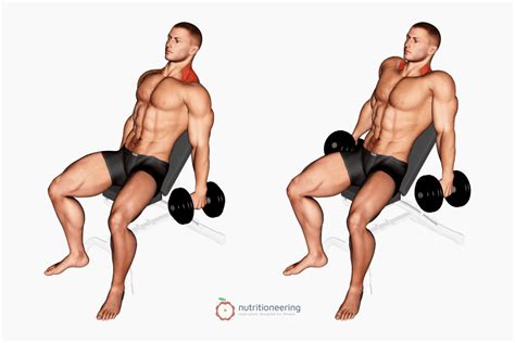 Incline Dumbbell Shrug