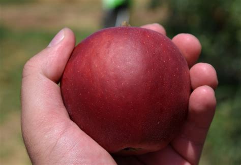 Devil Gala Apple Variety Tsesmelis Fruit And Nut Nursery Greece