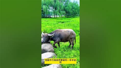 水浒傳裏的英雄們爲何喜歡牛肉？揭秘古代禁忌與美食的較量！歷史 科普 漲知識 知識分享 古代 歷史那些事 歷史冷知識 歷史人物
