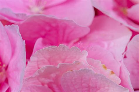 Pink Flower Of French Hydrangea Stock Image Image Of Nature