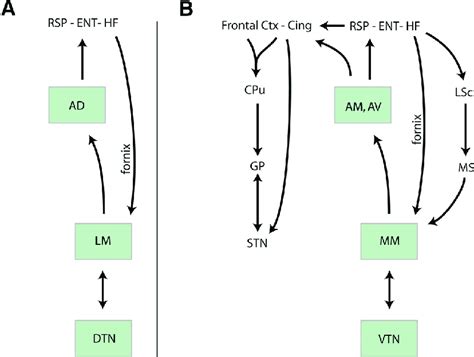 Organization Of Circuits Involving The Lm And Mm A The Lm Is Download Scientific Diagram