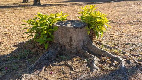 How To Stop Trees From Growing Chicago Land Gardening