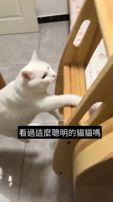 貓咪星球崛起🐈 像貓一般的女生 可以養嗎？ 隱藏貓貓👉🏻 Catsmellsgood 汪星人觀察日記👉🏻 Iamagoodpuppy
