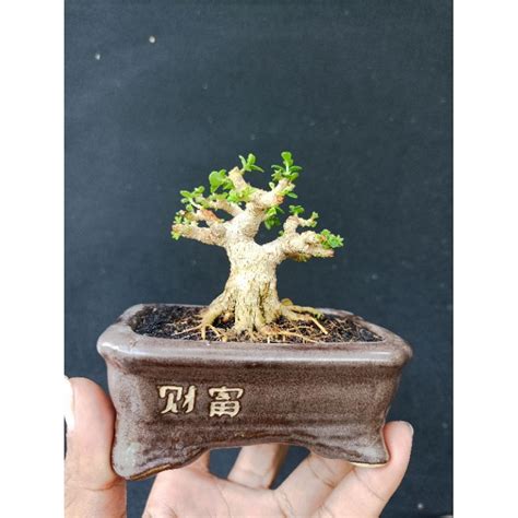 Jual Bonsai Sancang Pecah Batang Shopee Indonesia