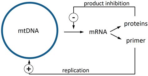 20 Enigmatic Facts About Clonal Expansion