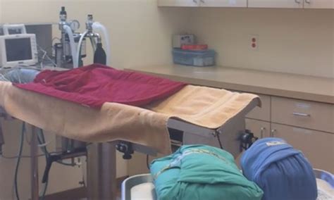 Veterinarian In Las Vegas Nv Companion Animal Hospital