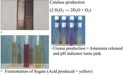 Chapter 10 Classification Of Microorganisms Flashcards Quizlet