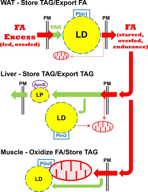 Perilipin 5 A Lipid Droplet Protein Adapted To Mitochondrial Energy