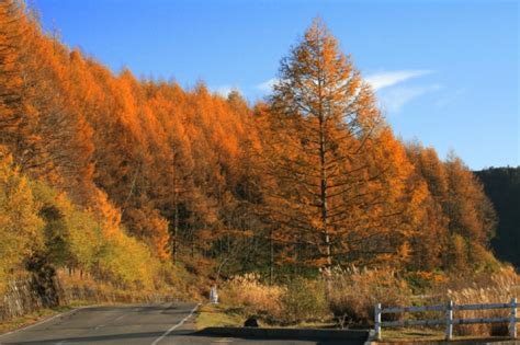 長野県美ヶ原でしか見られない絶景の紅葉スポット5選！ ながのwebタウン情報
