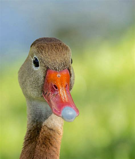 Black Bellied Whistling Duck Birdforum