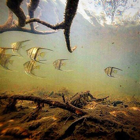 10 Biotope Ideas To Save Today Tropical Freshwater Fish Biotope