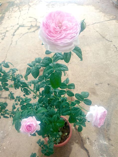 Mon Coeur Rose Rose Plants • Teo Joo Guan Horticulture