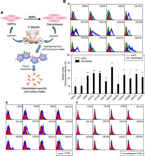 Construction Of A Set Of Monoclonal Antibodies Against Cell Surface