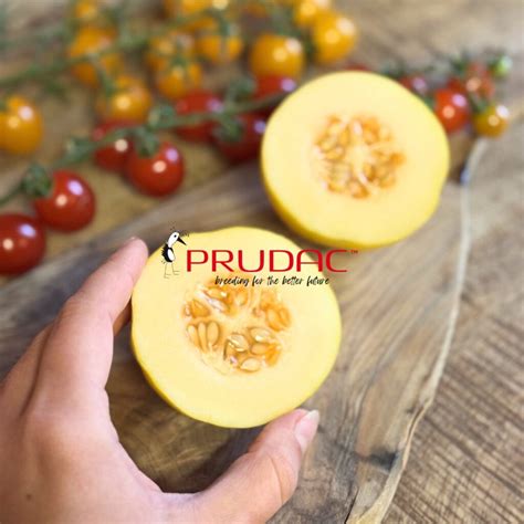 Melon Honey Drops Prudac