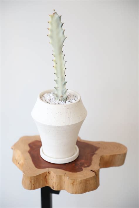 【s】ユーフォルビア ホワイトゴースト ※陶器鉢付き 【観葉植物・鉢】midori Doumei 翠堂明 みどりどうめい 【渋谷に実店舗