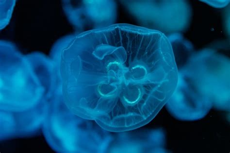 Premium Photo Macro Aurelia Aurita Semaeostomeae