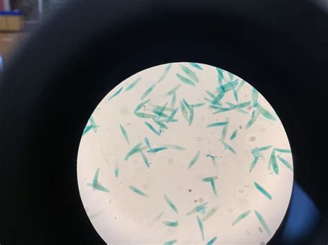 Biol 1102 Quiz 1 Flashcards Quizlet