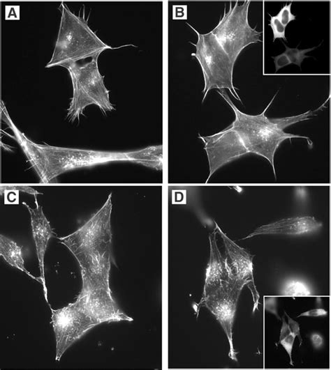 Exogenous Tm1 Expression Does Not Alter The Actin Cytoskeleton Vector Download Scientific