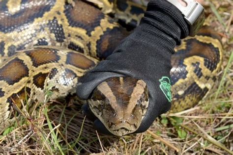 Burmese pythons: See photos of invasive snakes across Florida