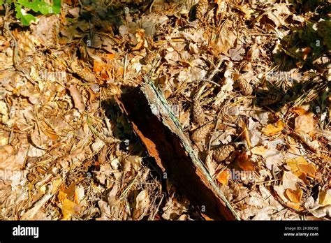 Forest Litter On Which Fell A Lot Of Dry Leaves Pine Needles And Cones Also Lies A Piece Of
