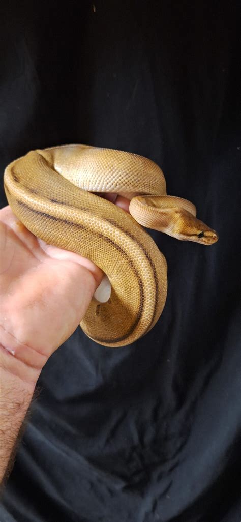 Sub Adult Male Genetic Stripe Ball Python Reptile Mart