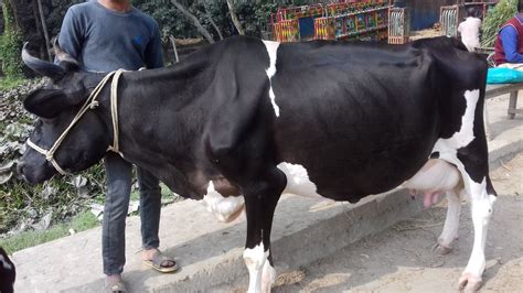 আজ ২০ জানুয়ারি আমবাড়ি হাটের ফ্রীজিয়ান গাভী বাছুর গরুর দাম