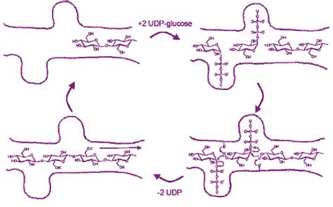 3 Cellulose Biosynthesis 11 Download Scientific Diagram