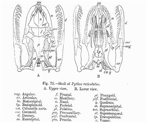 Python Skeleton