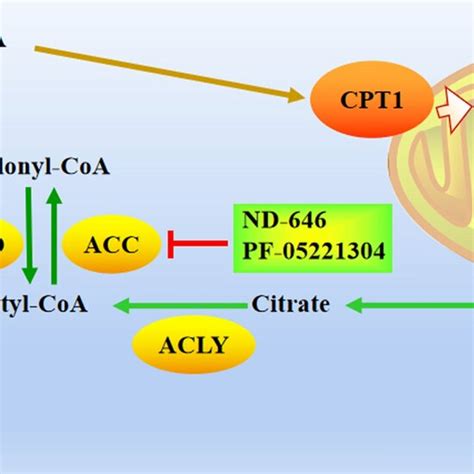 Fatty Acid Biosynthesis Metabolism In Tumor Cells And Targeted