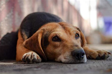 What Does A Sebaceous Cyst On A Dog Look Like