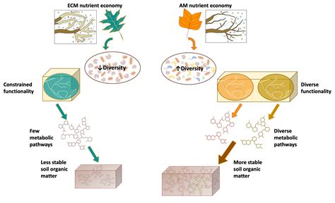 Importance Of Microbial Diversity At Lise Robertson Blog