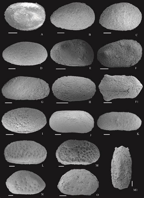 Scanning Electron Micrographs Of Ostracods From The Pagoda Formation In