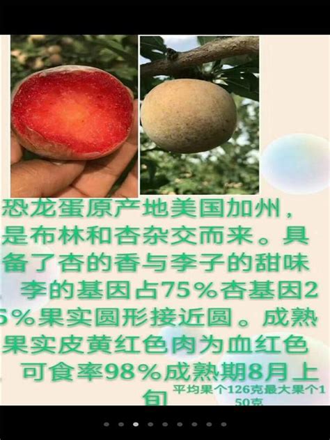 恐龍蛋李子苗價格、恐龍蛋李子苗多少錢 每日頭條