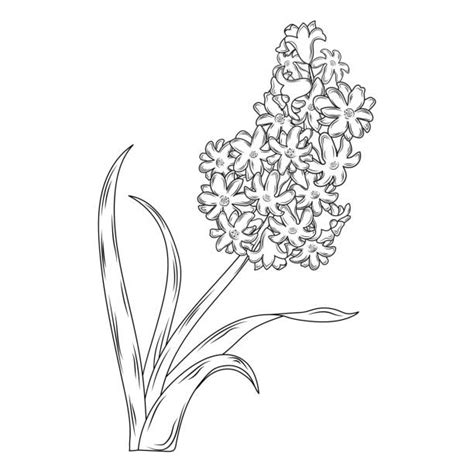 3100 Hyacinthus Vector Stock Illustrations Royalty Free Vector