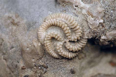 Fossils Found In Cincinnati At Chester Whitney Blog