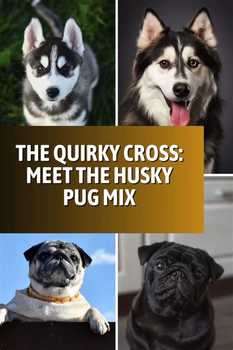 Husky Poodle Mix What To Know Before Getting A Poosky Artofit