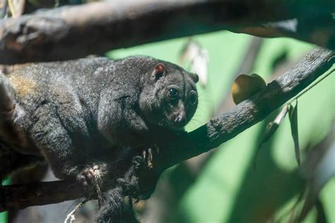 Sulawesi Dwarf Cuscus Strigocuscus Celebensis Reptile And Nocturnal