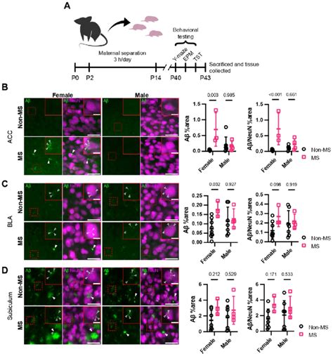 Maternal Separation Exacerbates Amyloid β Pathology In Female