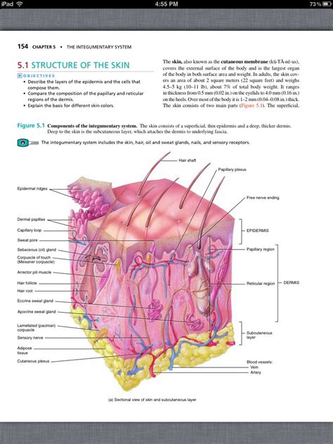 Chapter 5 The Integumentary System Skin Hair