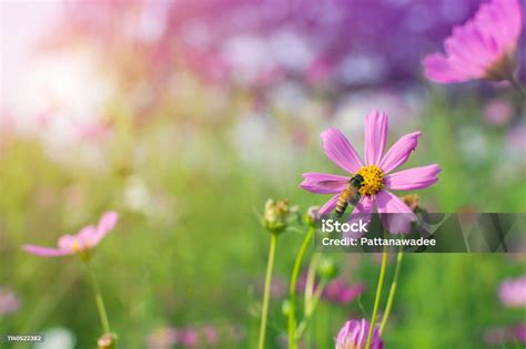 꿀 꿀벌이 아름 다운 분홍색 또는 보라색 코스모스 꽃에서 햇빛을 통해 흐린 코스모스 꽃과 함께 공원에서의 부드러운 초점 선택적
