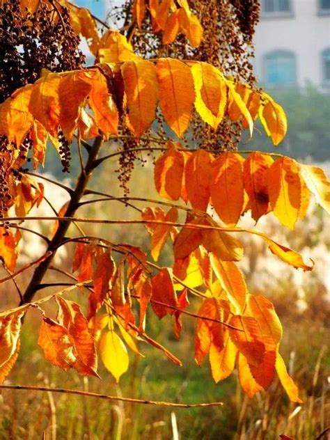 「棲霞山·植物百科」鹽膚木：紅果不甜紅果咸，惹人驚奇變成鹽 每日頭條