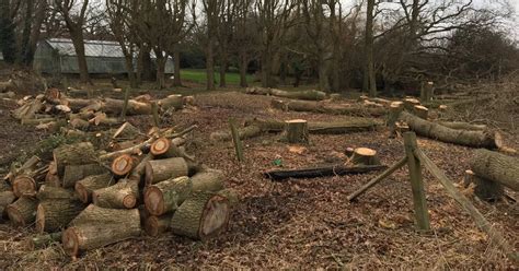 Man Charged Over £81000 For Cutting Down Fareham Trees Causing A