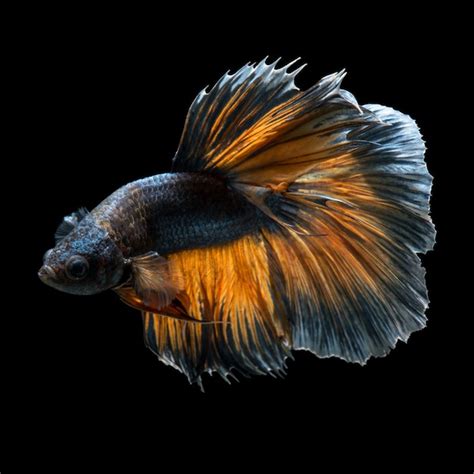 Premium Photo Betta Fish On Black Background