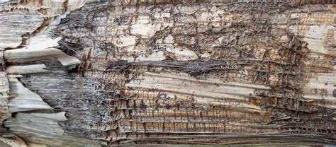 Intricate Dry Fibrous Plant Stem Texture Stock Image Image Of