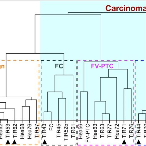 Agglomerative Hierarchical Clustering Analysis Dendrogram Of The Raman