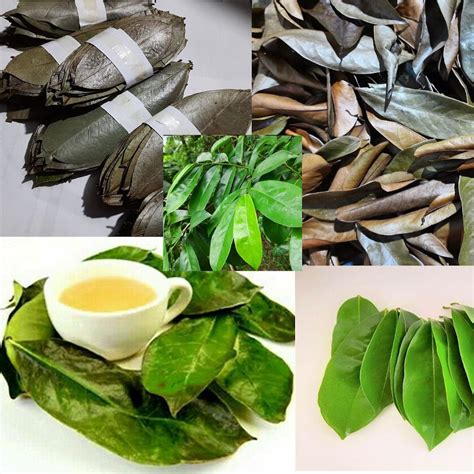 Ceylon Dried Soursop Leaves Graviola Anona Hojas De Guanabana Organic